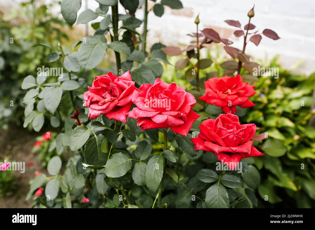 Bouquet red roses in the garden. A bush of beautiful roses in summer ...