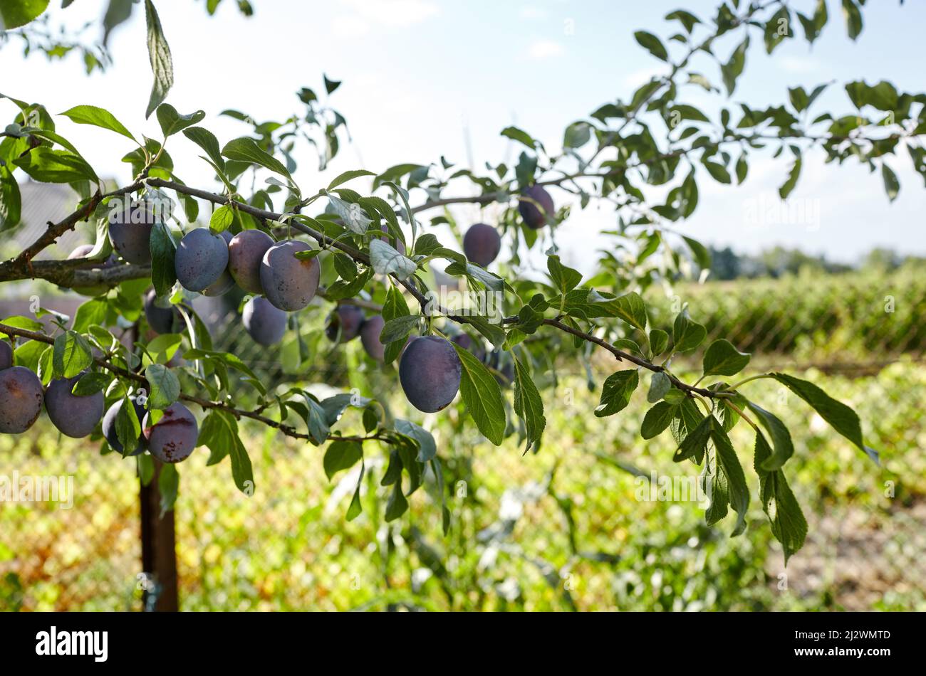 Plum tree plantation hi-res stock photography and images - Alamy
