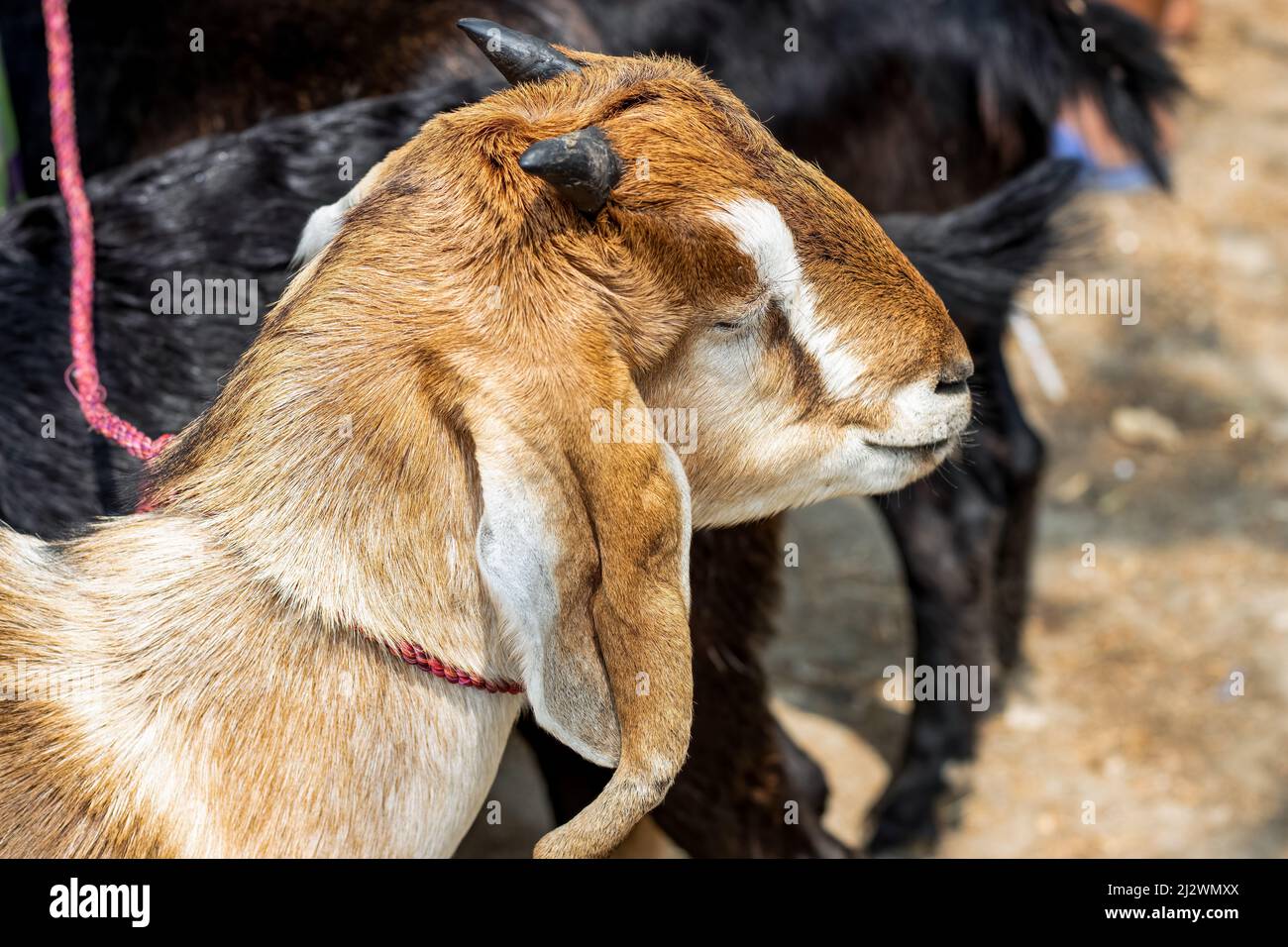 Close up headshot of a domestic goat in an animal market Stock Photo ...