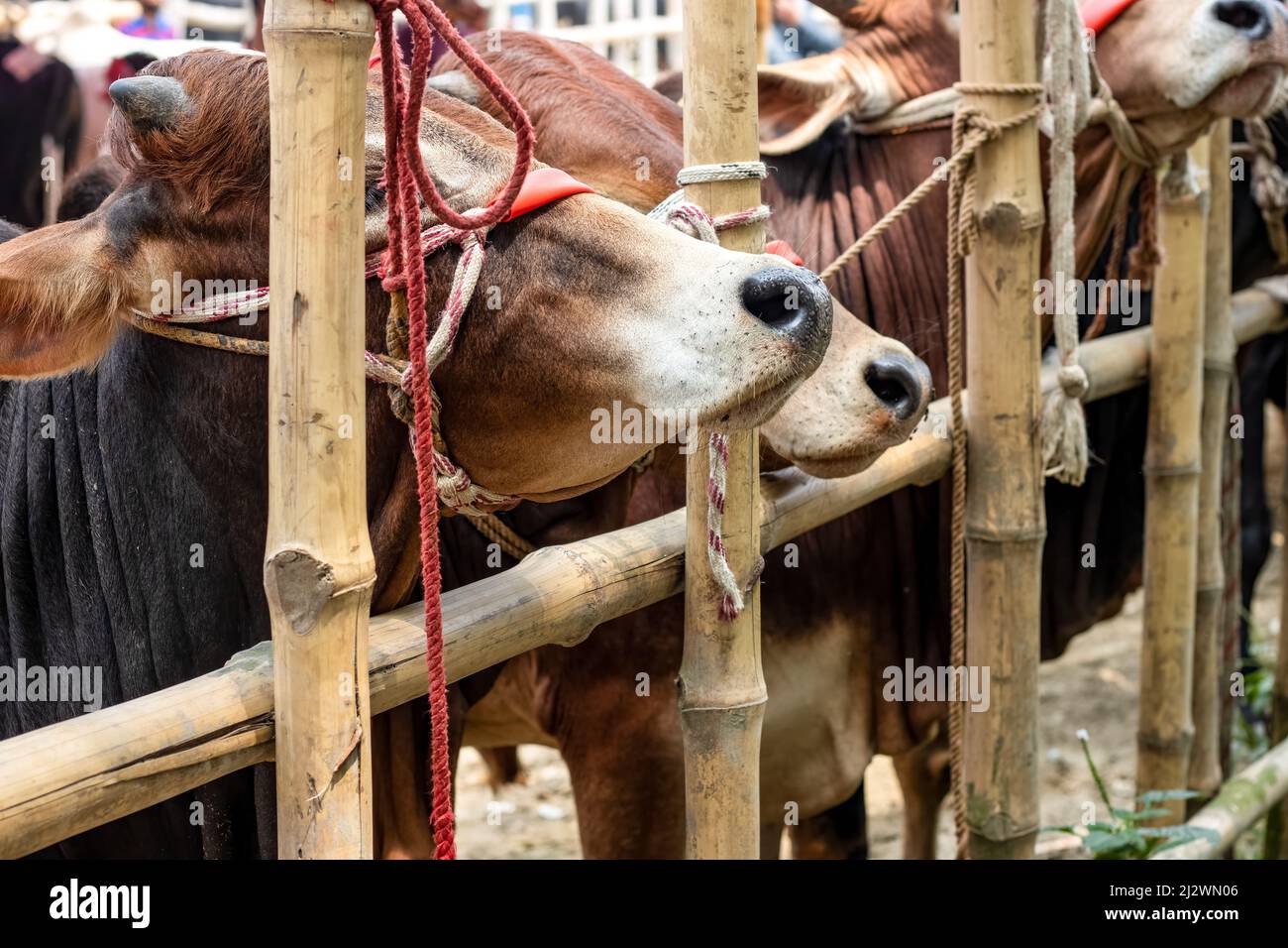Close up headshot of a row of domestic cows inside of an animal market ...