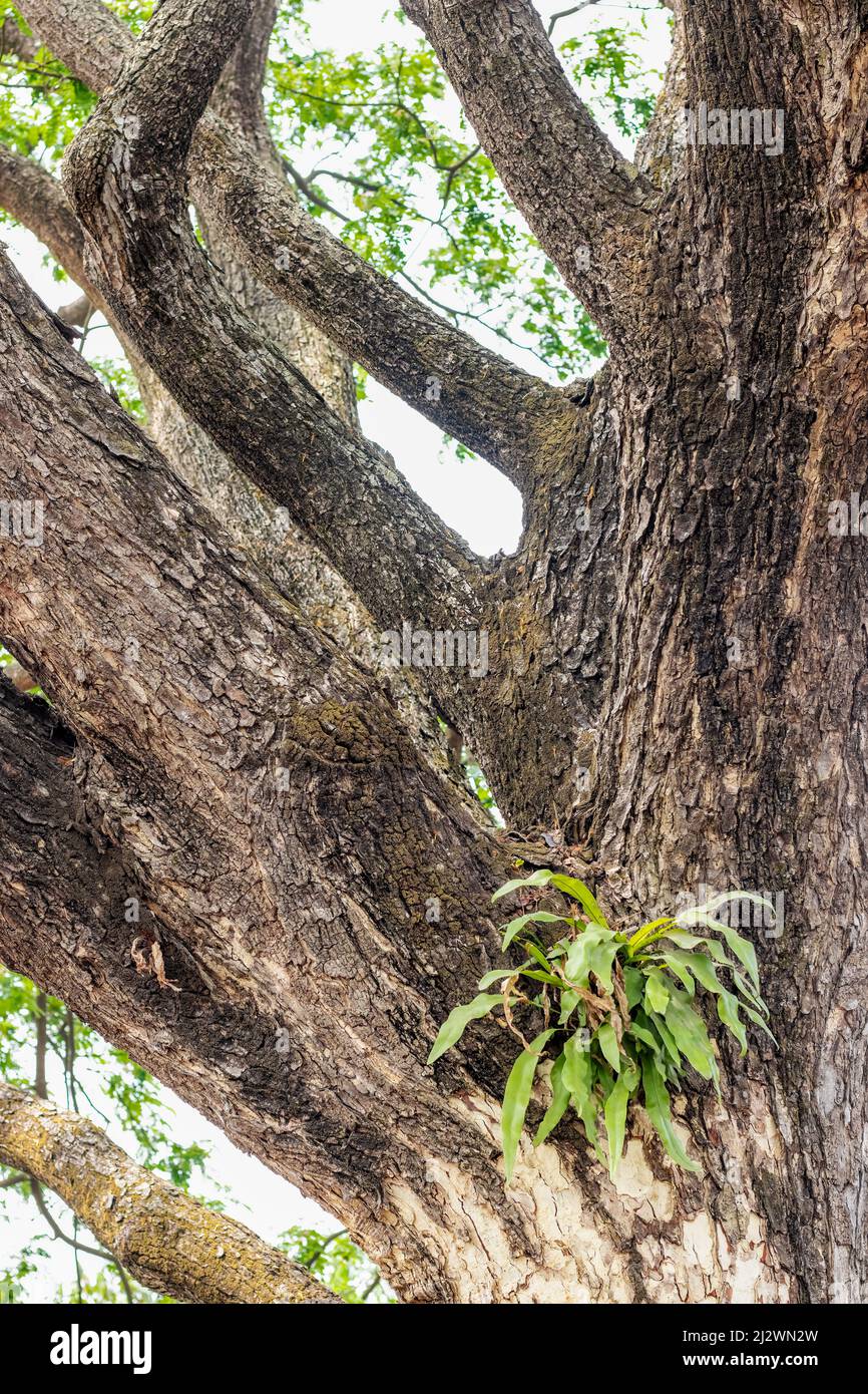 Aged tree stem with lots of branches under the bright sky Stock Photo ...
