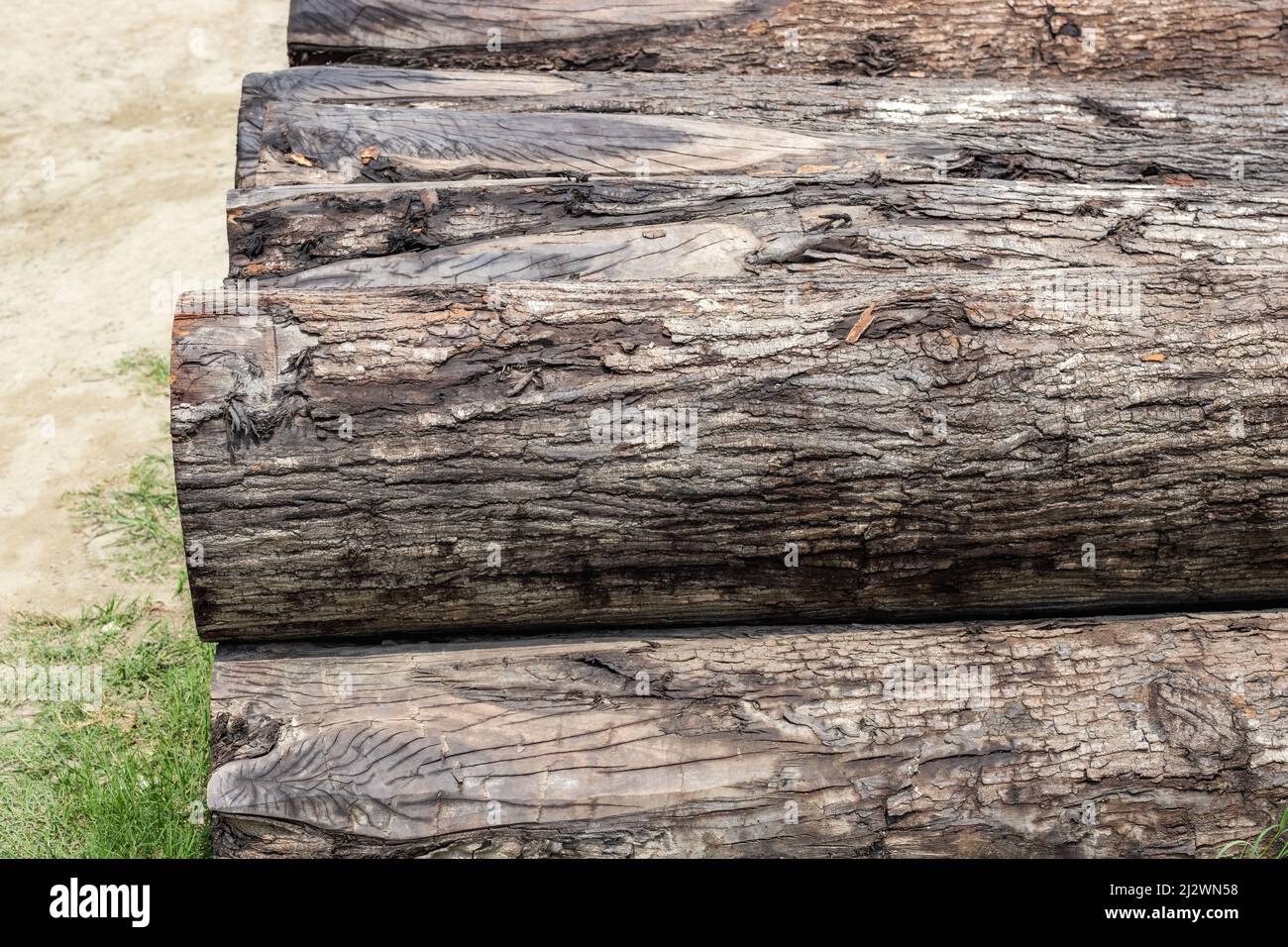 Old tree trunks hi-res stock photography and images - Alamy