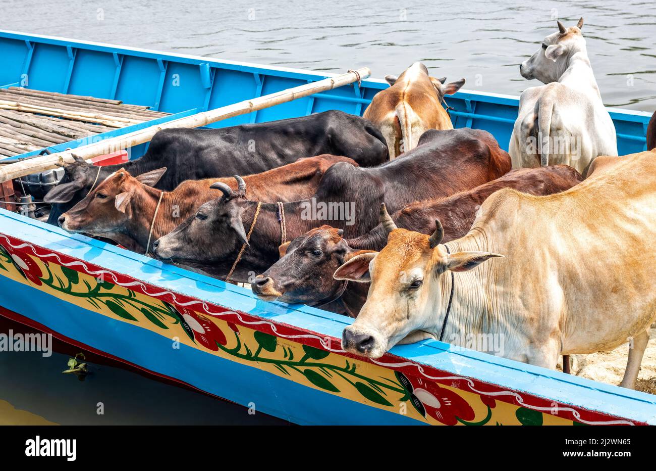 Close up shot of domestic cows on a cow shipping boat Stock Photo - Alamy