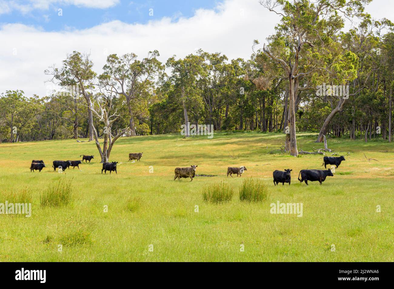 Great southern western australia hi-res stock photography and images ...