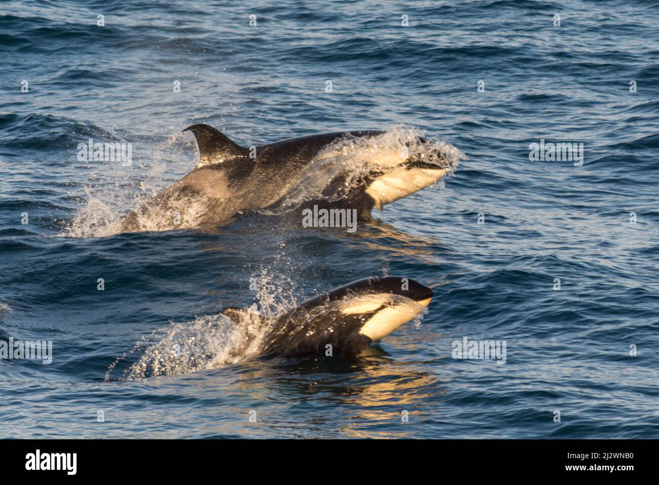 Two killer whales (Orcinus orca) or Orcas porpoising in waters to the ...