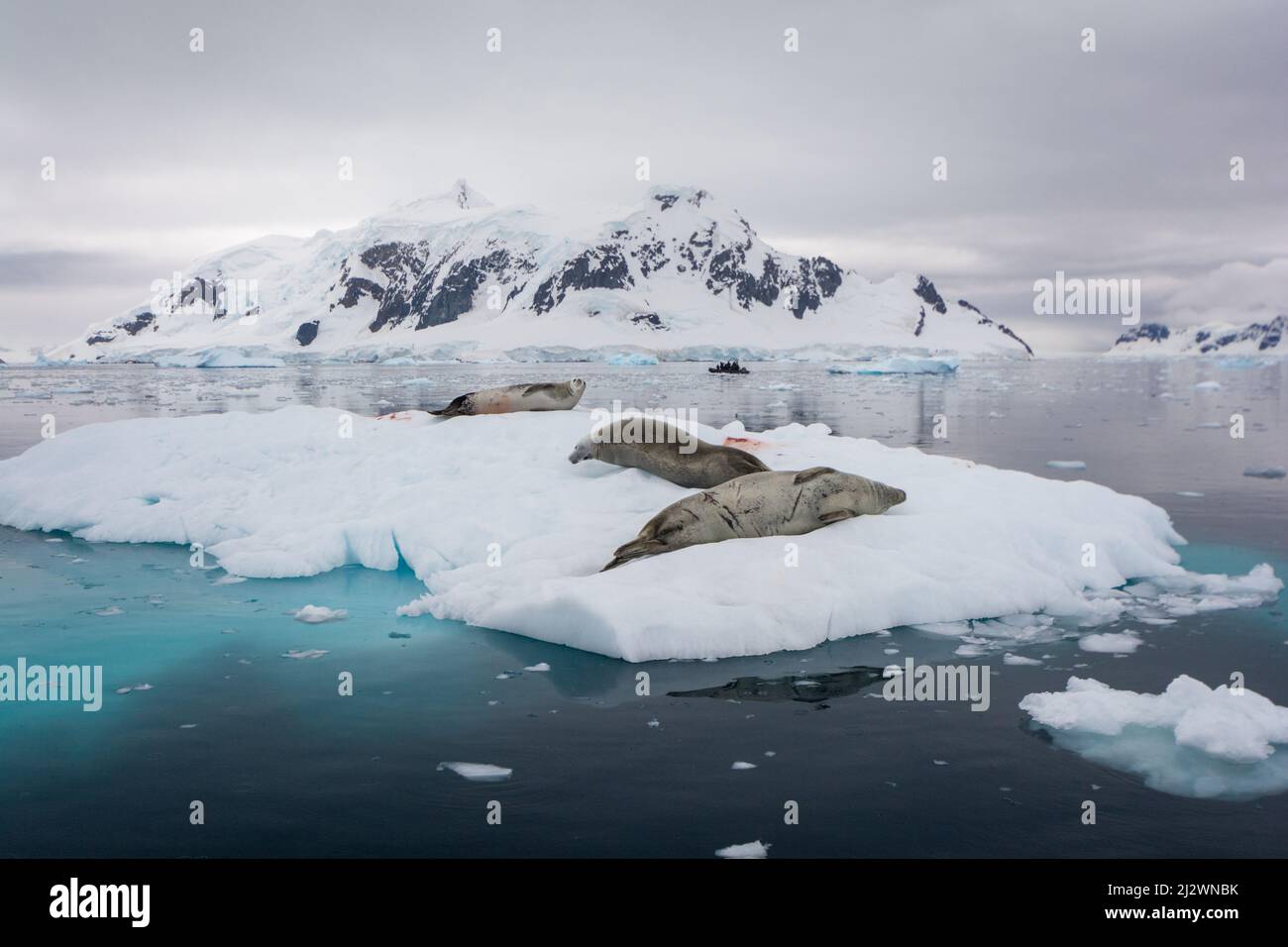 A group of Crabeater seals (Lobodon carcinophaga) on a small iceberg in ...