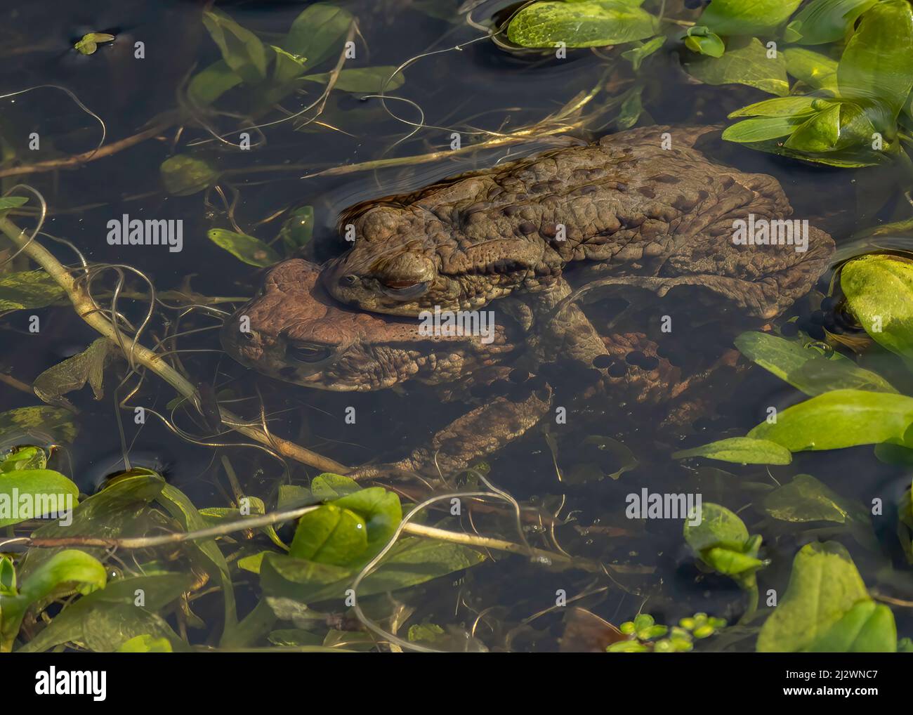 Scottish toads hi-res stock photography and images - Alamy