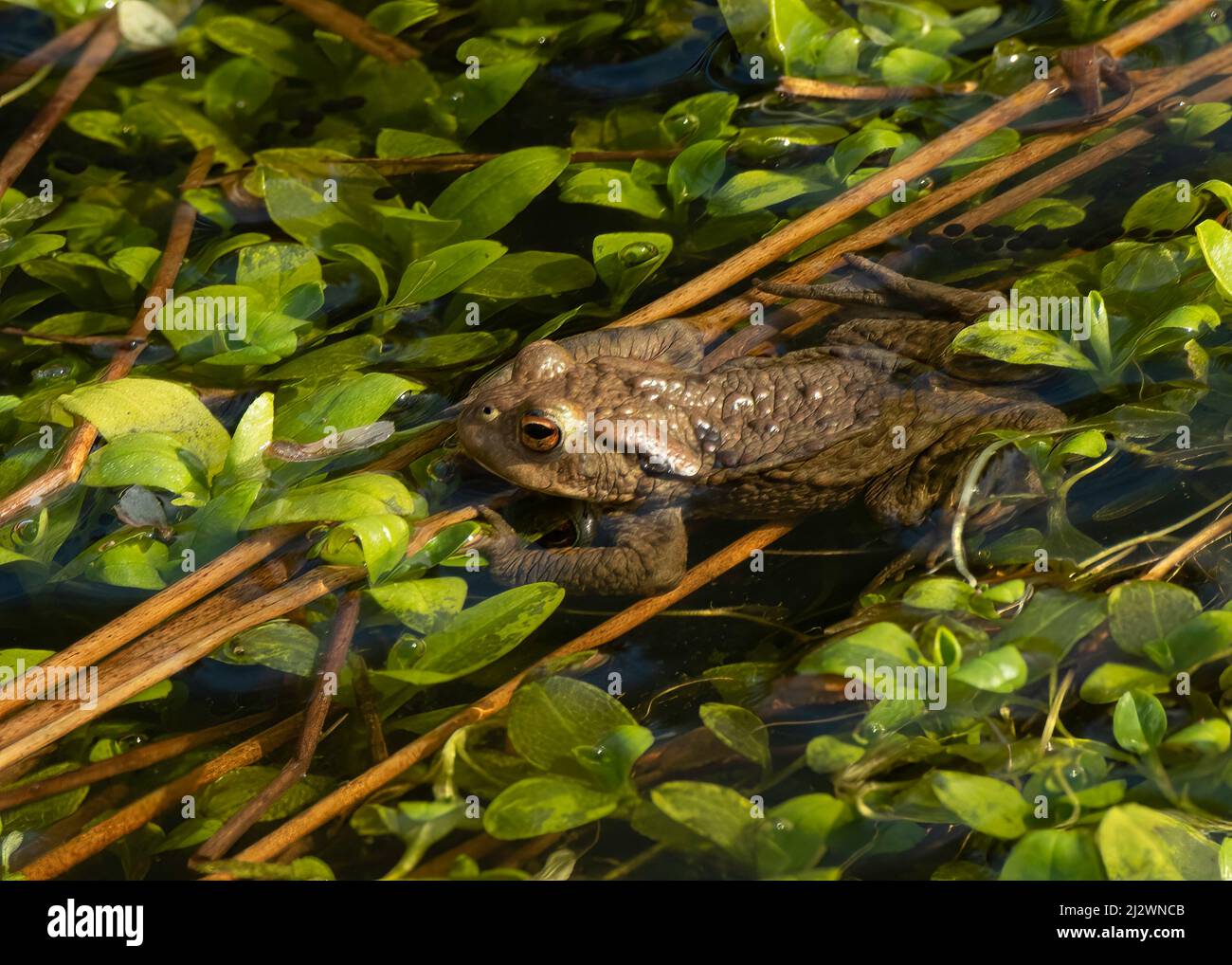 Scottish toads hi-res stock photography and images - Alamy