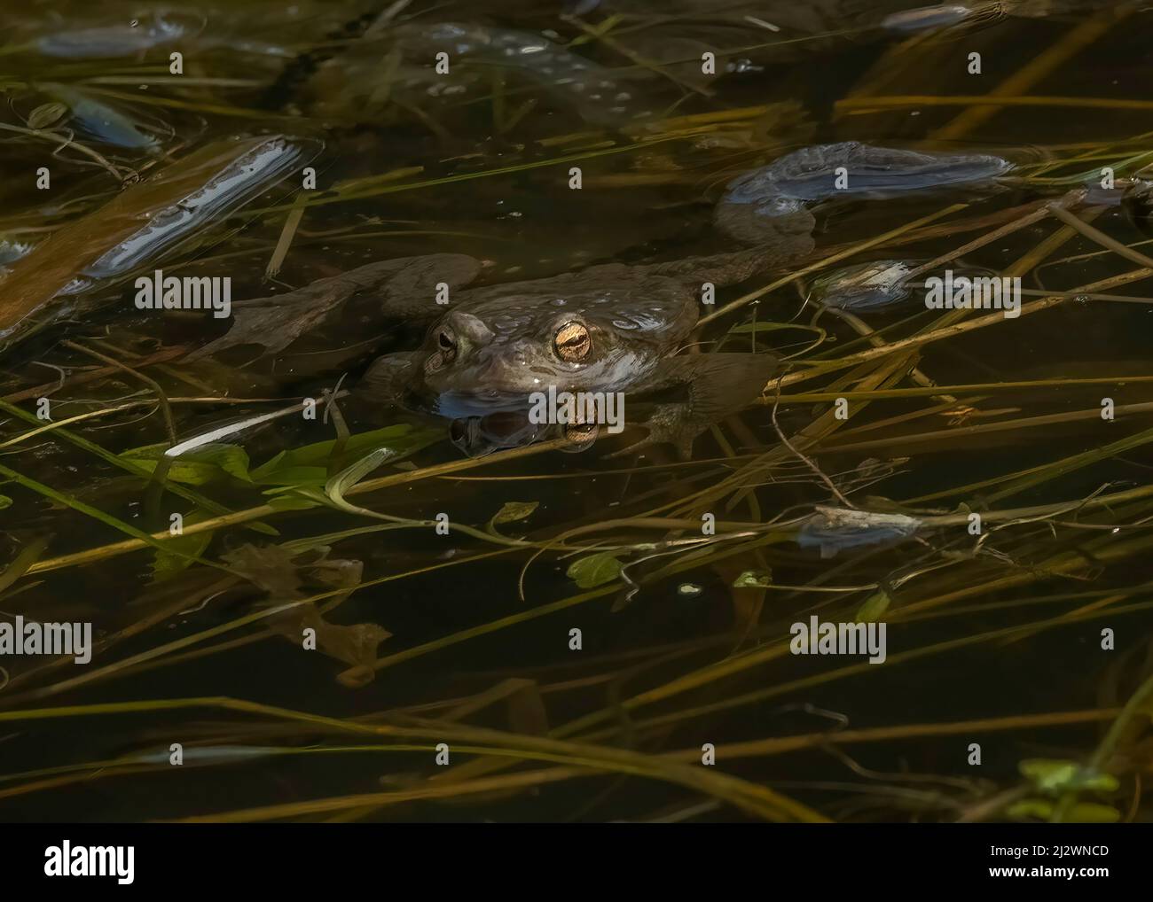 Scottish toads hi-res stock photography and images - Alamy