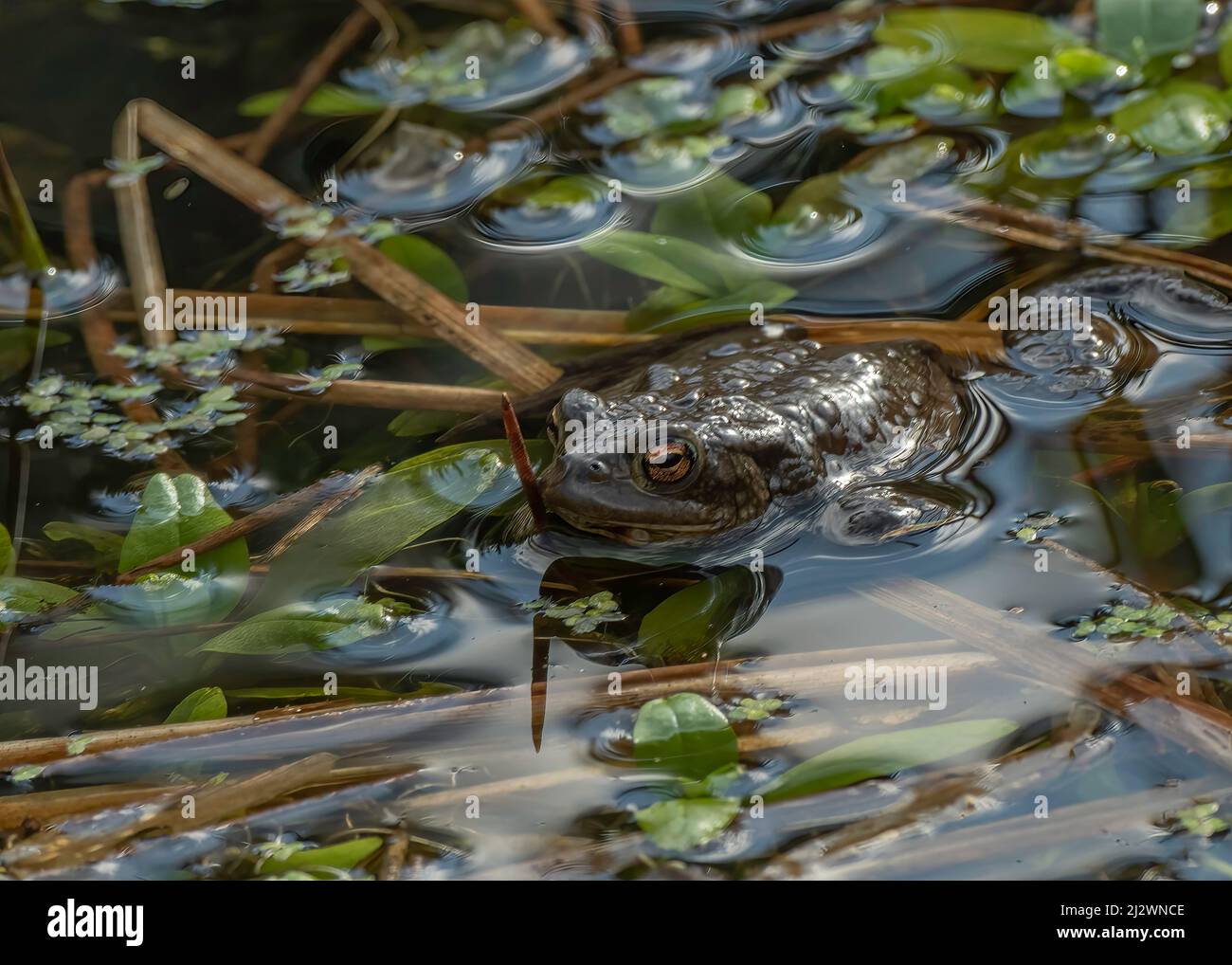 Common Toad (Bufo bufo)), in mating pool in Spring, Dumfries and ...