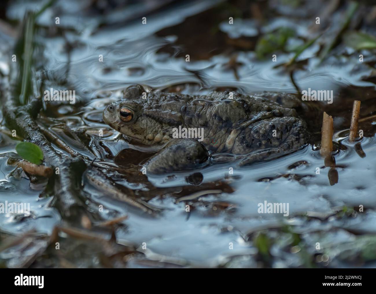 Scottish toads hi-res stock photography and images - Alamy