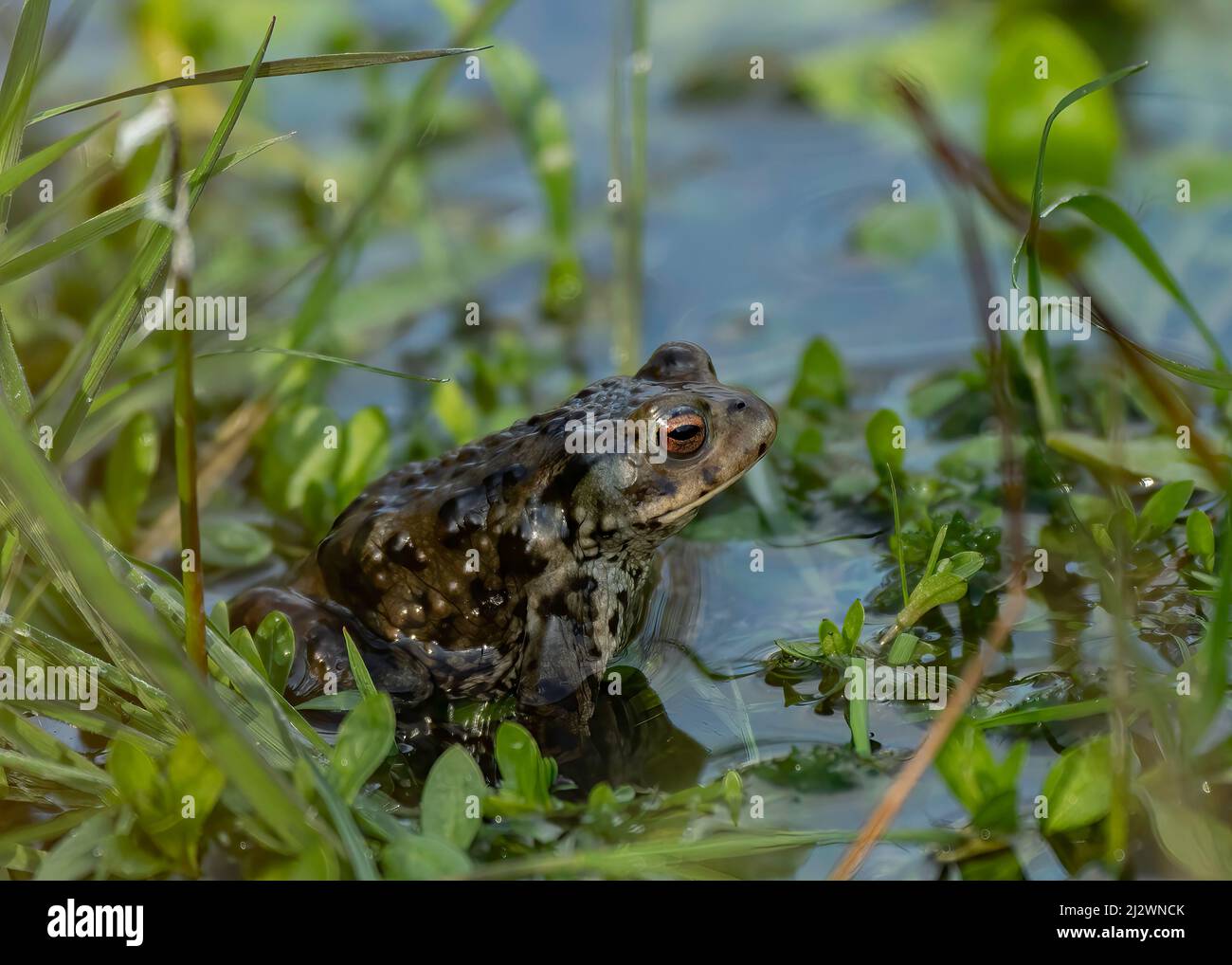 Scottish toads hi-res stock photography and images - Alamy
