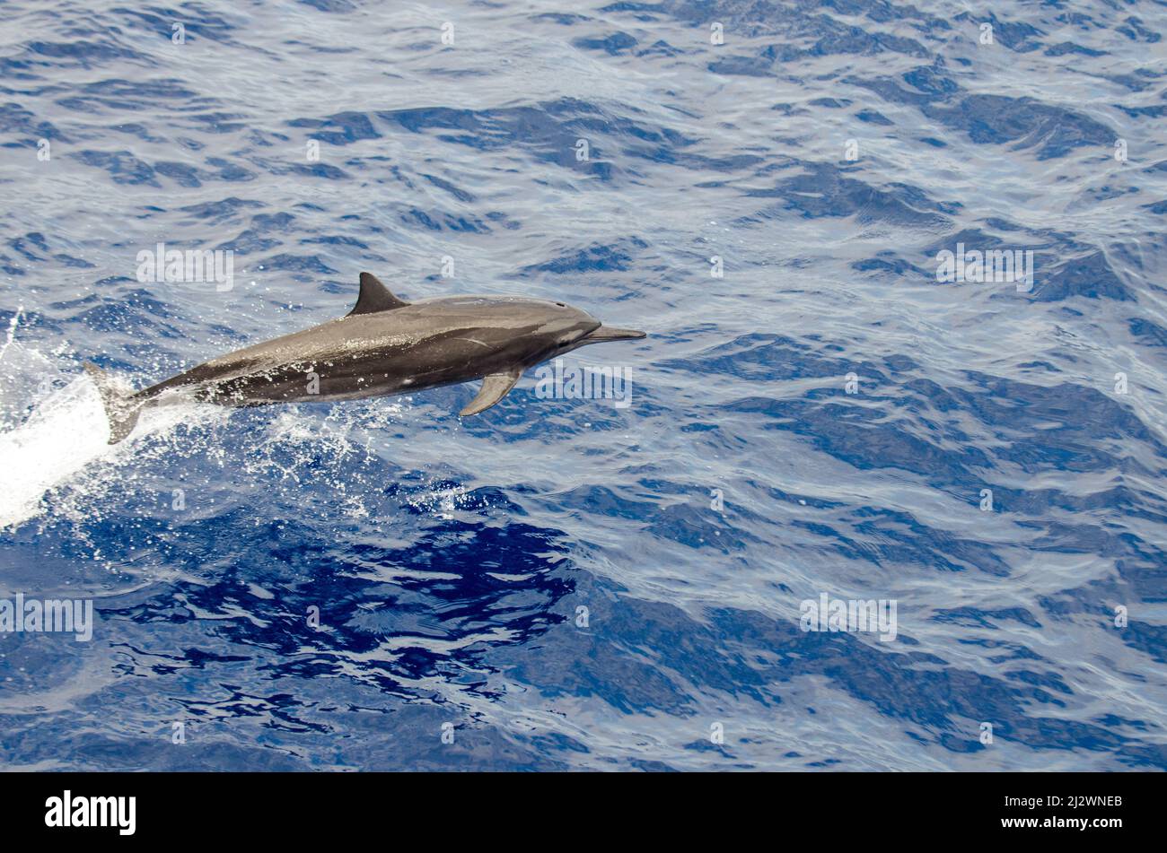 A Pantropical spotted dolphin (Stenella attenuata) leaps out of the ...