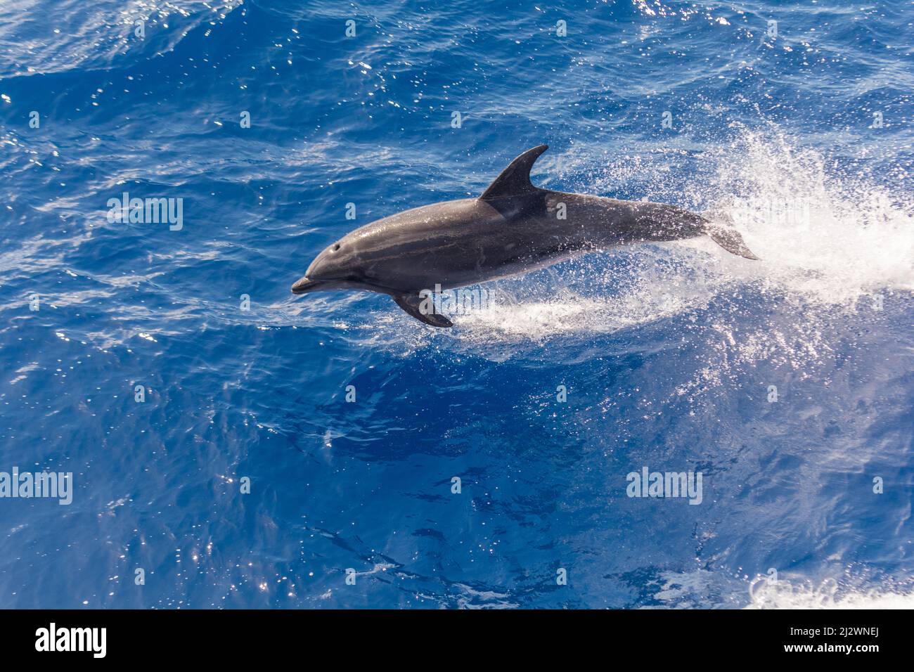 A Bottlenose dolphin (Tursiops truncatus) leaps out of the sea off the coast of St Helena in the ...