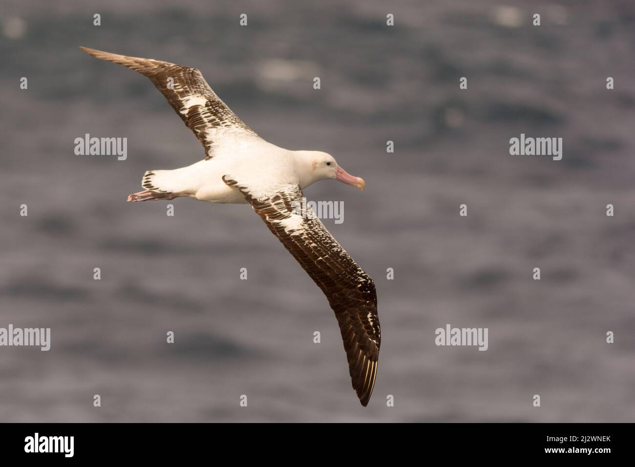 A Wandering Albatross (Diomedea exulans) in flight, photographed off ...