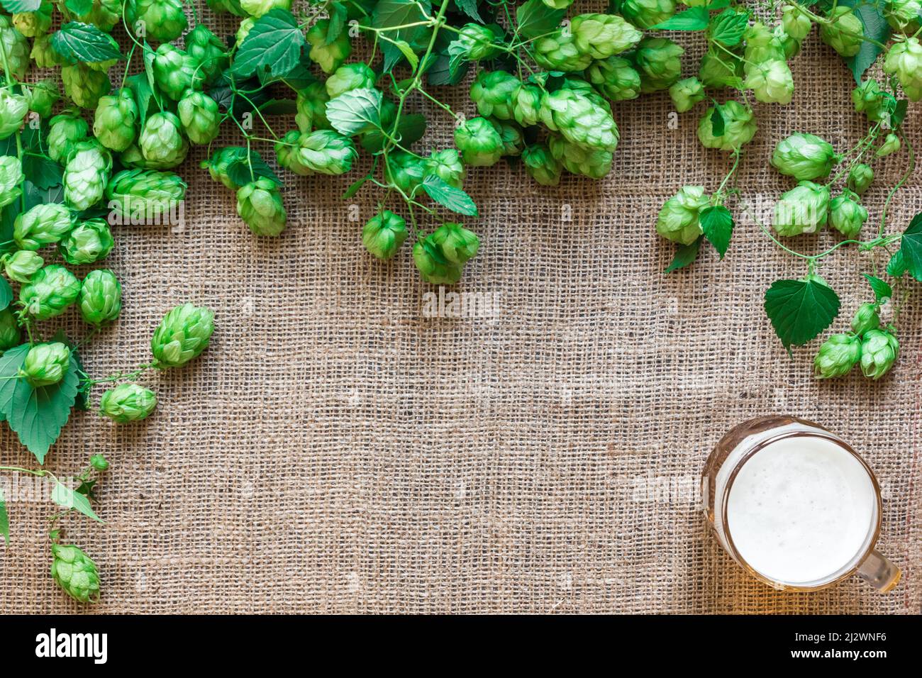 Green Fresh Hops with Wheat and Beer as copy space frame text area on ...