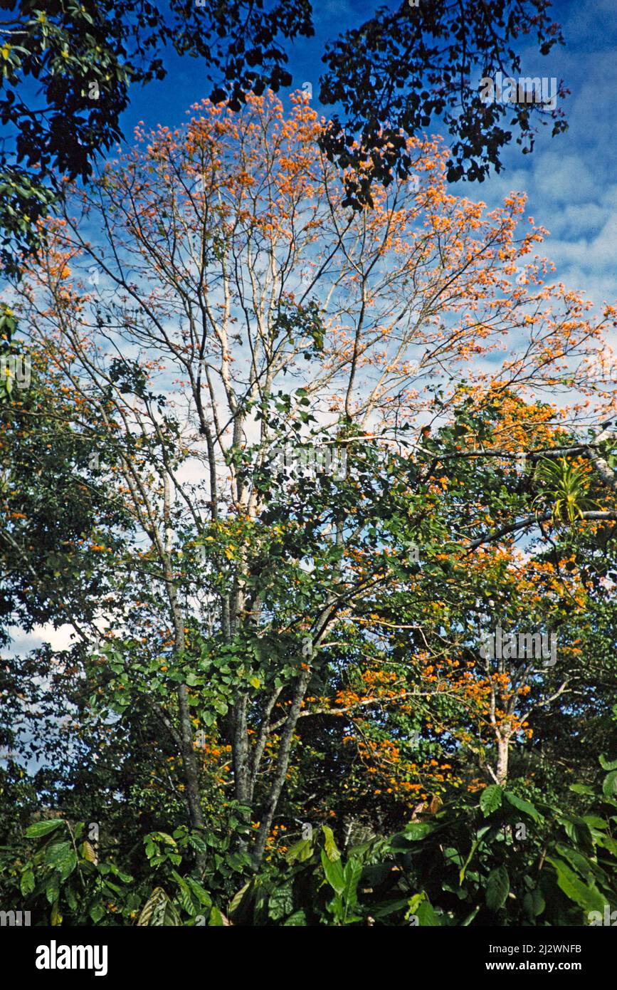 Orange flowers of Mountain Immortelle tree (Erythrina poeppigiana ...