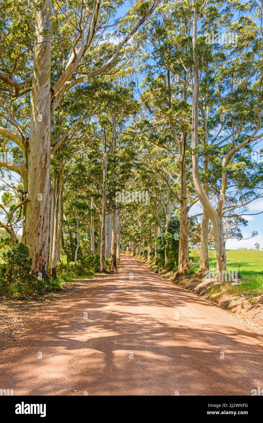 Tree lined gravel road, Mount Shadforth Rd, Denmark, Western Australia ...