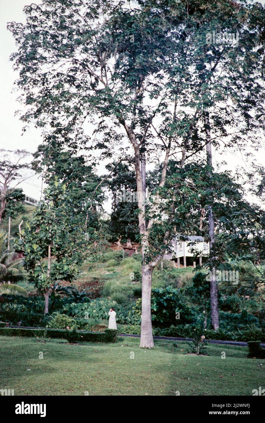 Tall rubber tree (Hevea brasiliensis), Trinidad c 1962 Stock Photo - Alamy