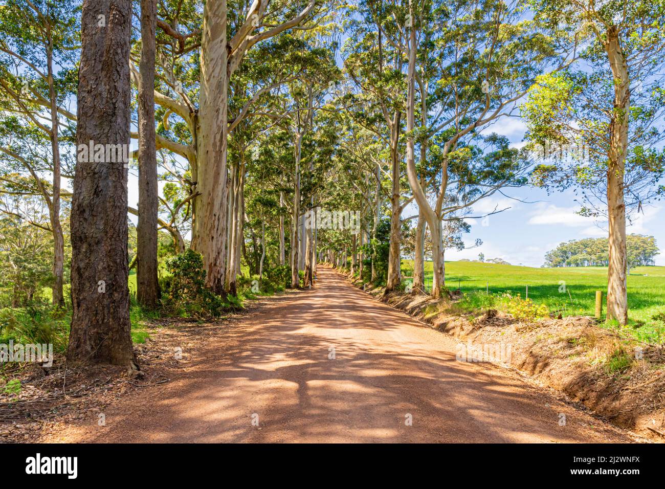Tree lined gravel road, Mount Shadforth Rd, Denmark, Western Australia ...