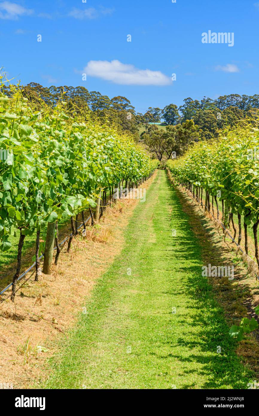 Great southern australia vineyard hi-res stock photography and images ...