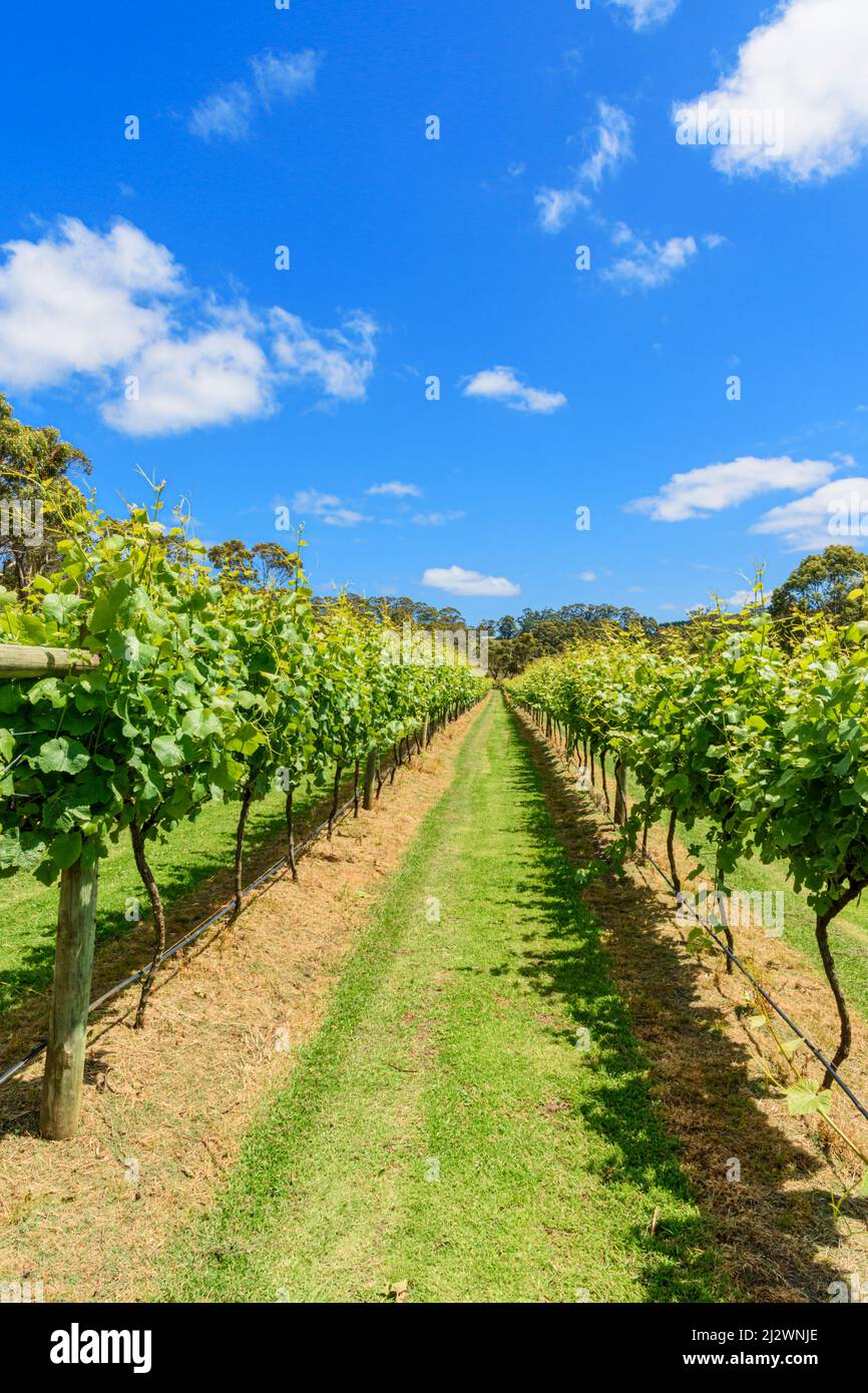 Great southern australia vineyard hi-res stock photography and images ...