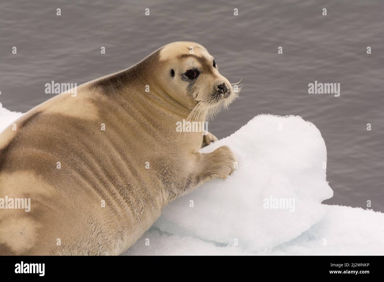 Juvenile bearded seal hi-res stock photography and images - Alamy