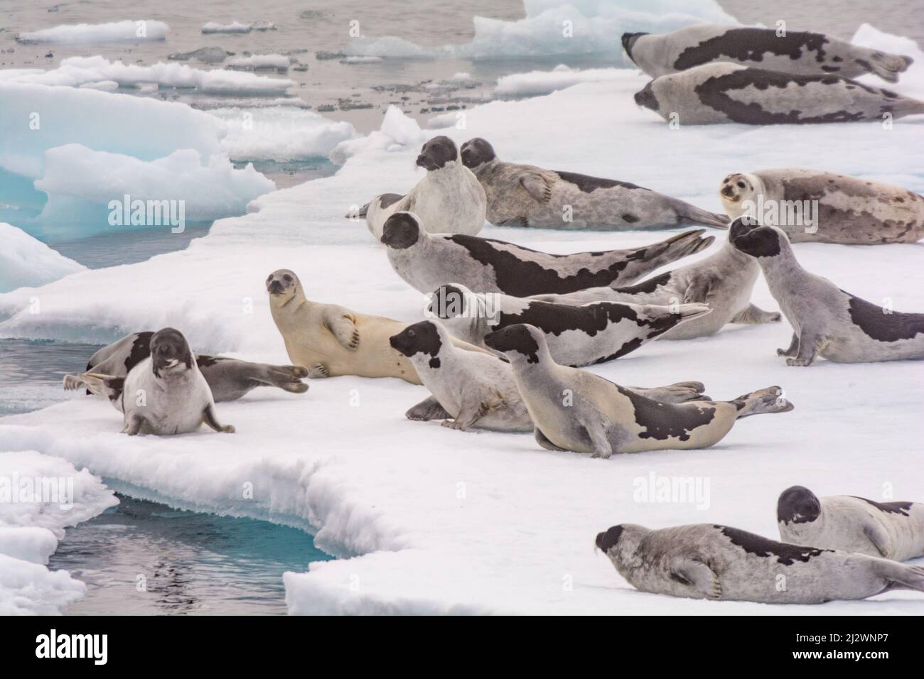 Harp seals (Pagophilus groenlandicus) resting on ice floes on the ice edge north-west of ...