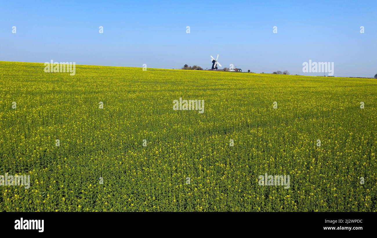 Low-altitude, aerial view of a field of early rape seed plants, near ...