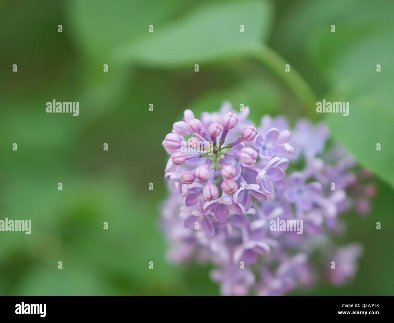 Purple lilac bush in easter time hi-res stock photography and images ...