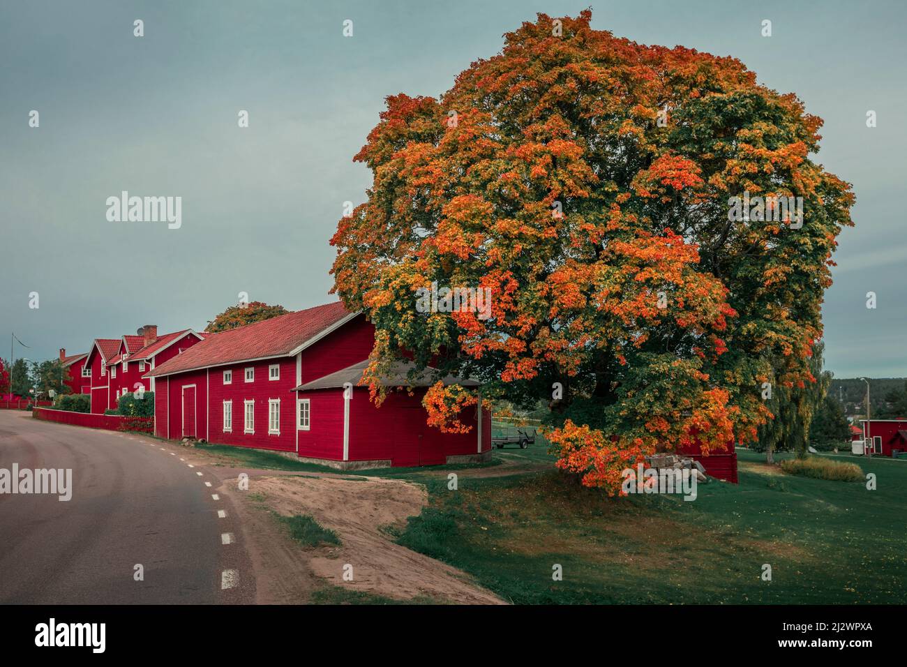 Red Swedish house with large tree with autumn leaves in Dalarna, Sweden ...