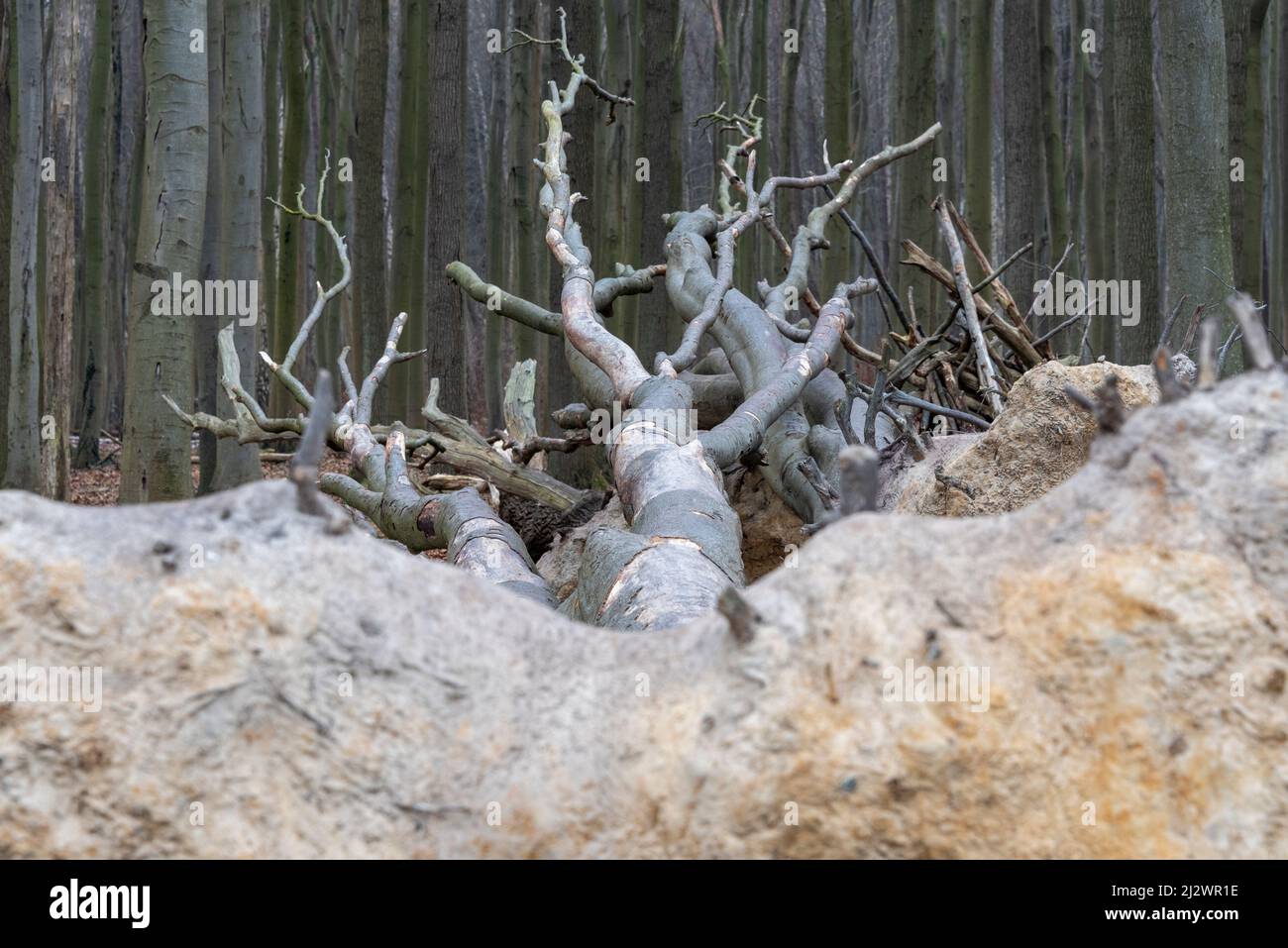 Ghost forest on the German Baltic Sea coast, fallen beech, Nienhagen ...