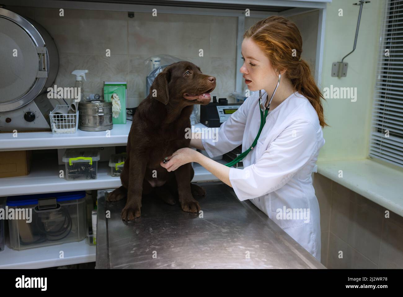 On examination by a vet doctor. Young beautiful woman, veterinary ...