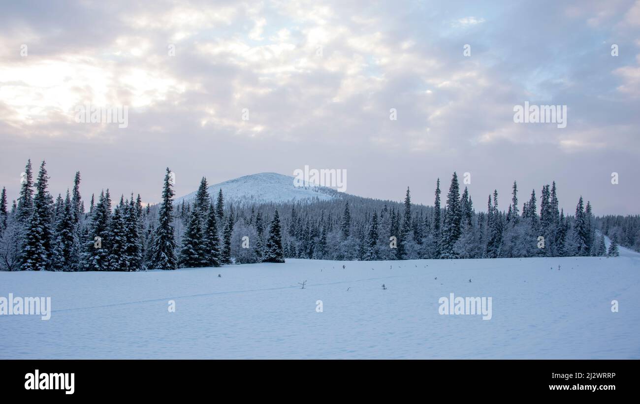 Winter forest, Muonio, Lapland, Finland Stock Photo - Alamy