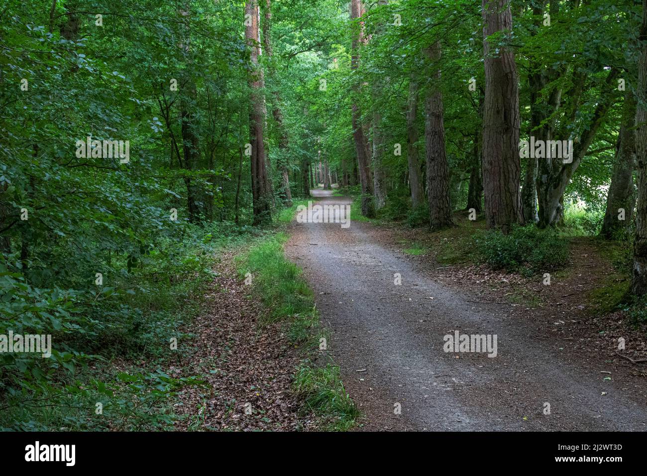 Summer, Tree Lined View of the Popular Tarka Trail Near Meeth - Looking ...