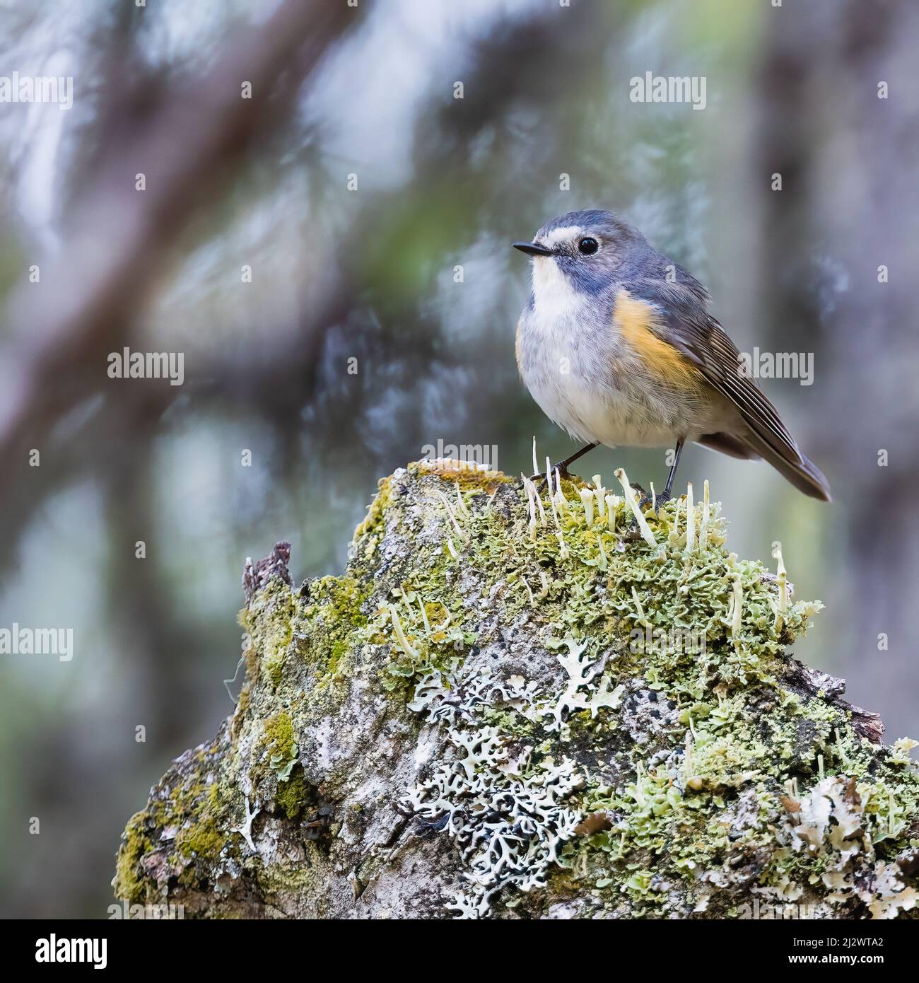 Orange-flanked Bush Robin Stock Photo - Alamy