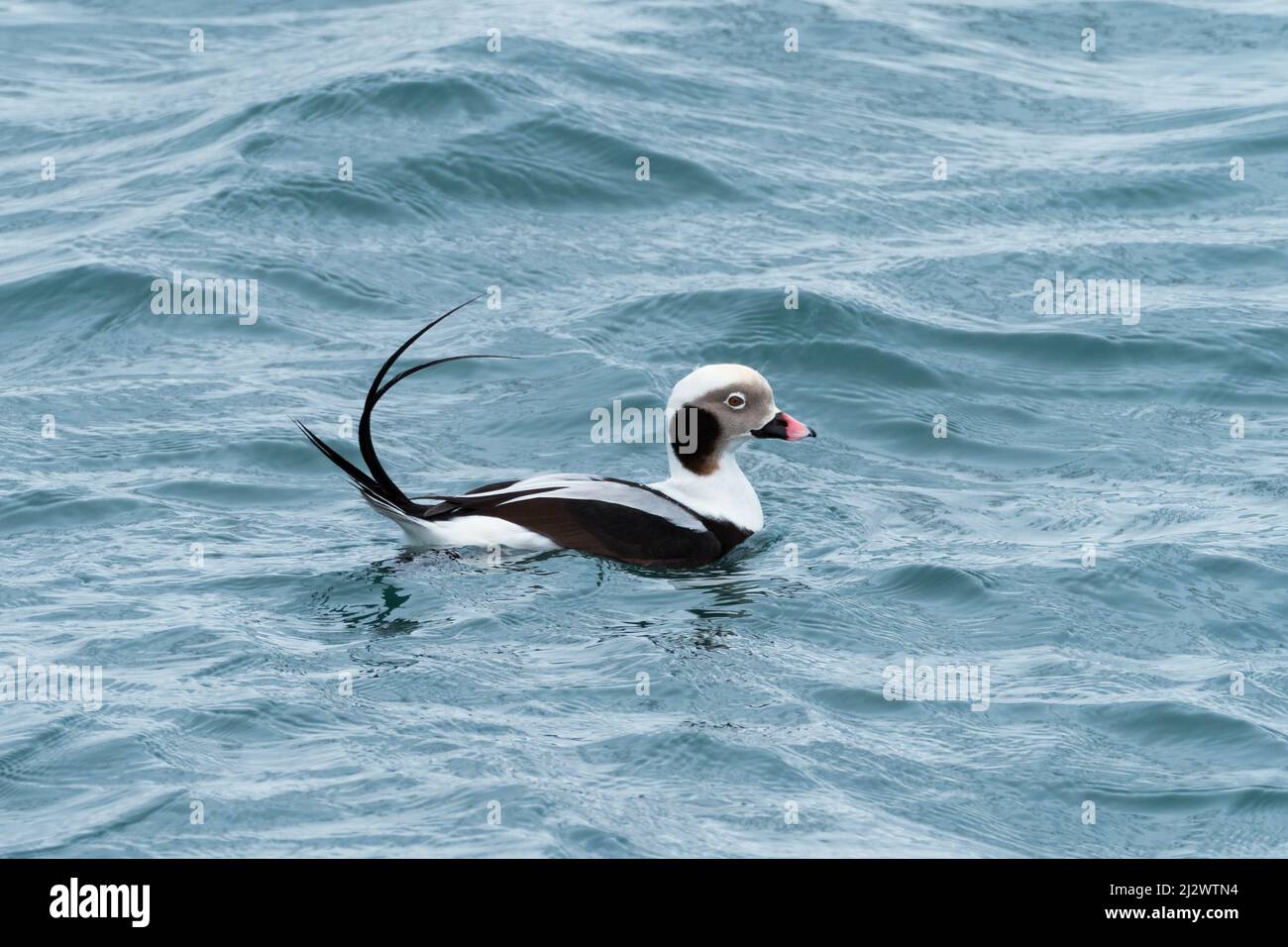 Long-tailed duck, drake, male, Clangula hyemalis, Iceland, Europe Stock ...
