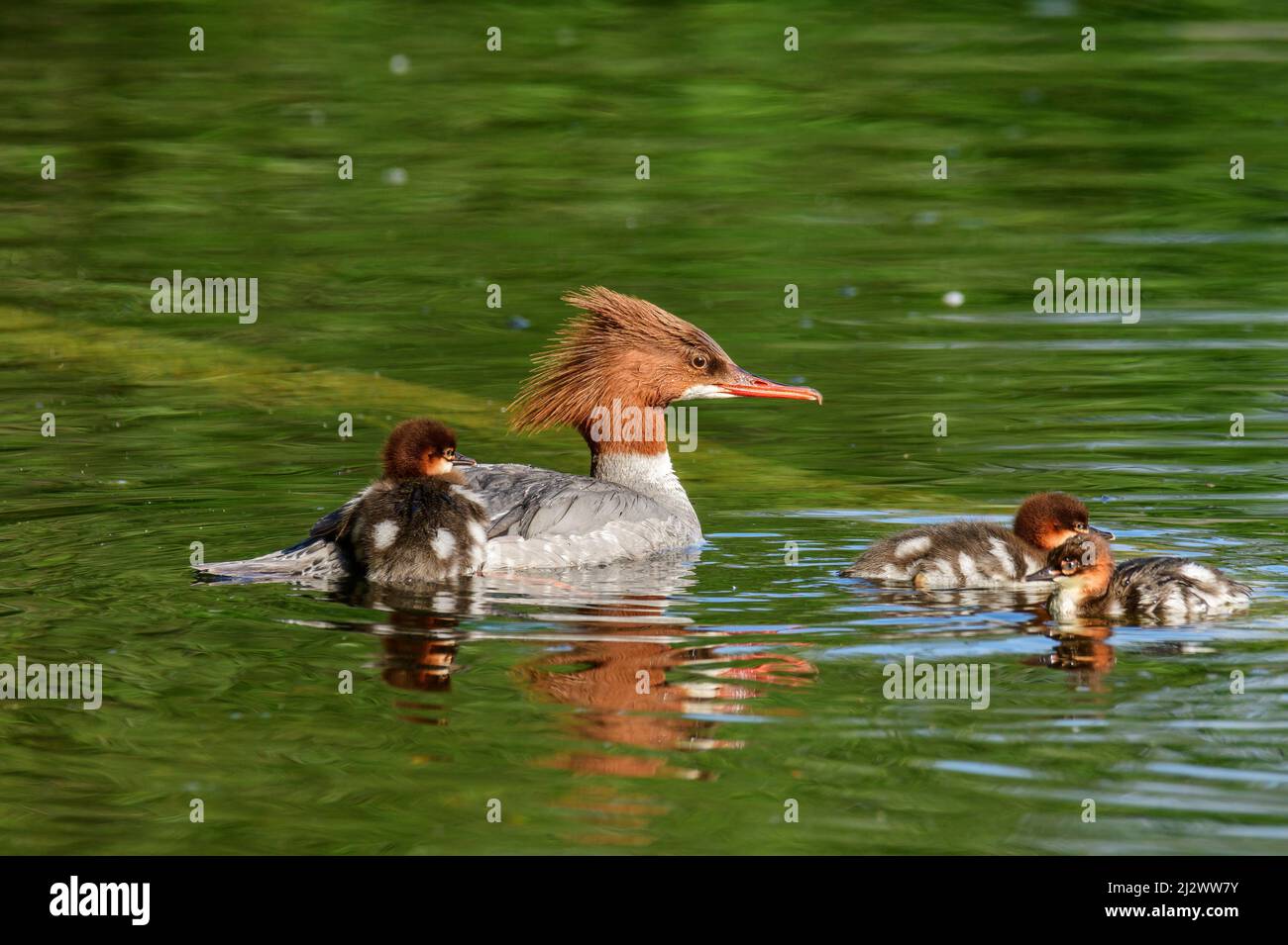 Goose singer swims with three chicks in the lake, Mergus merganser ...