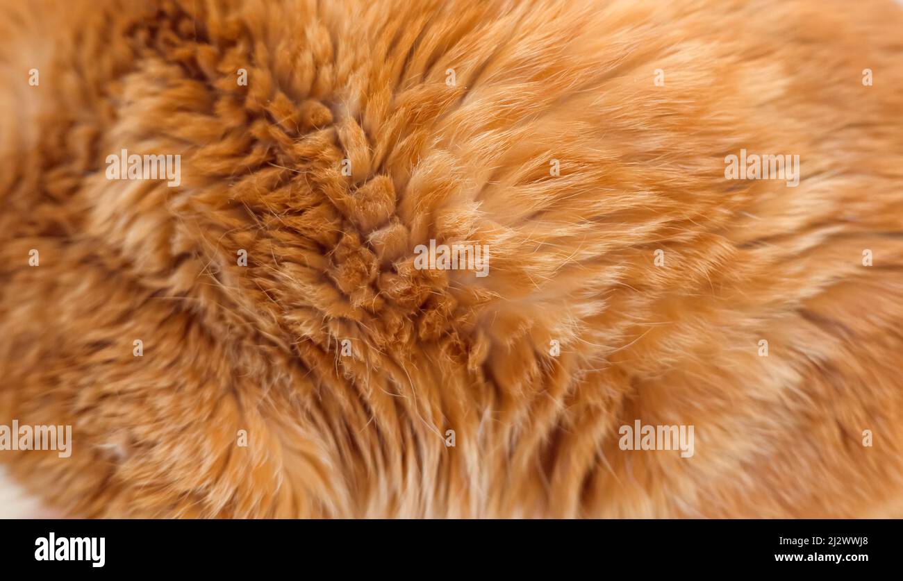 Shallow color of skin hi-res stock photography and images - Alamy