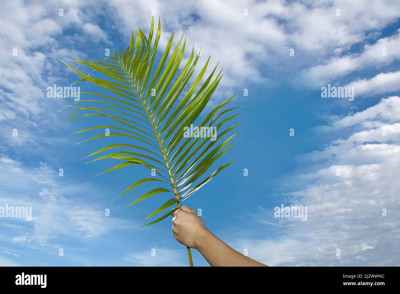 hand holding branch with blue sky background at Palm Sunday celebration ...