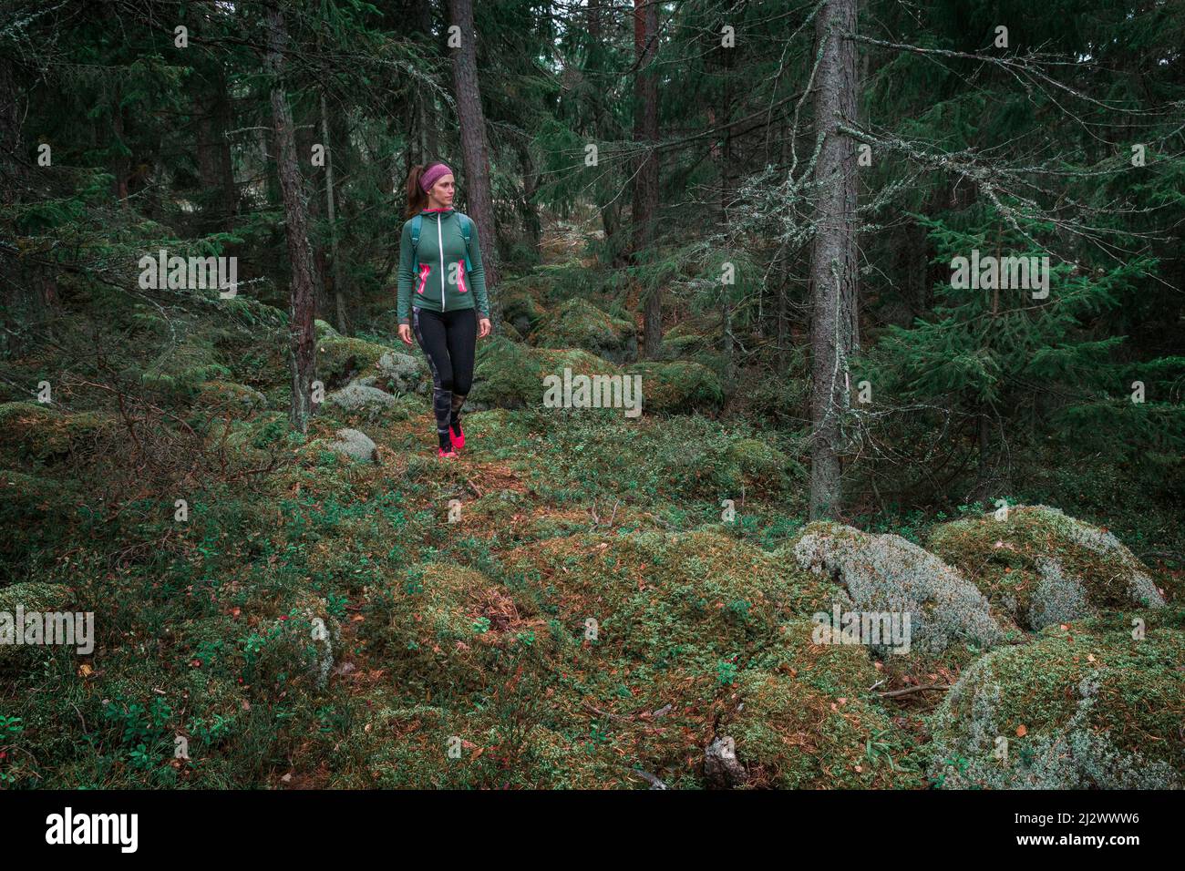 Woman hiking through forest with moss covered ground in Tyresta ...