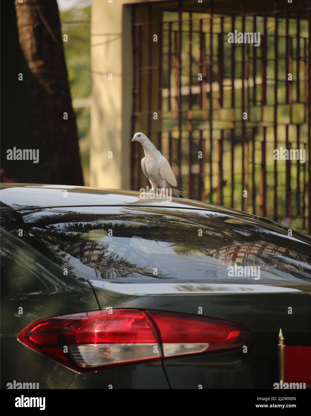 A white dove is standing on the car Stock Photo - Alamy