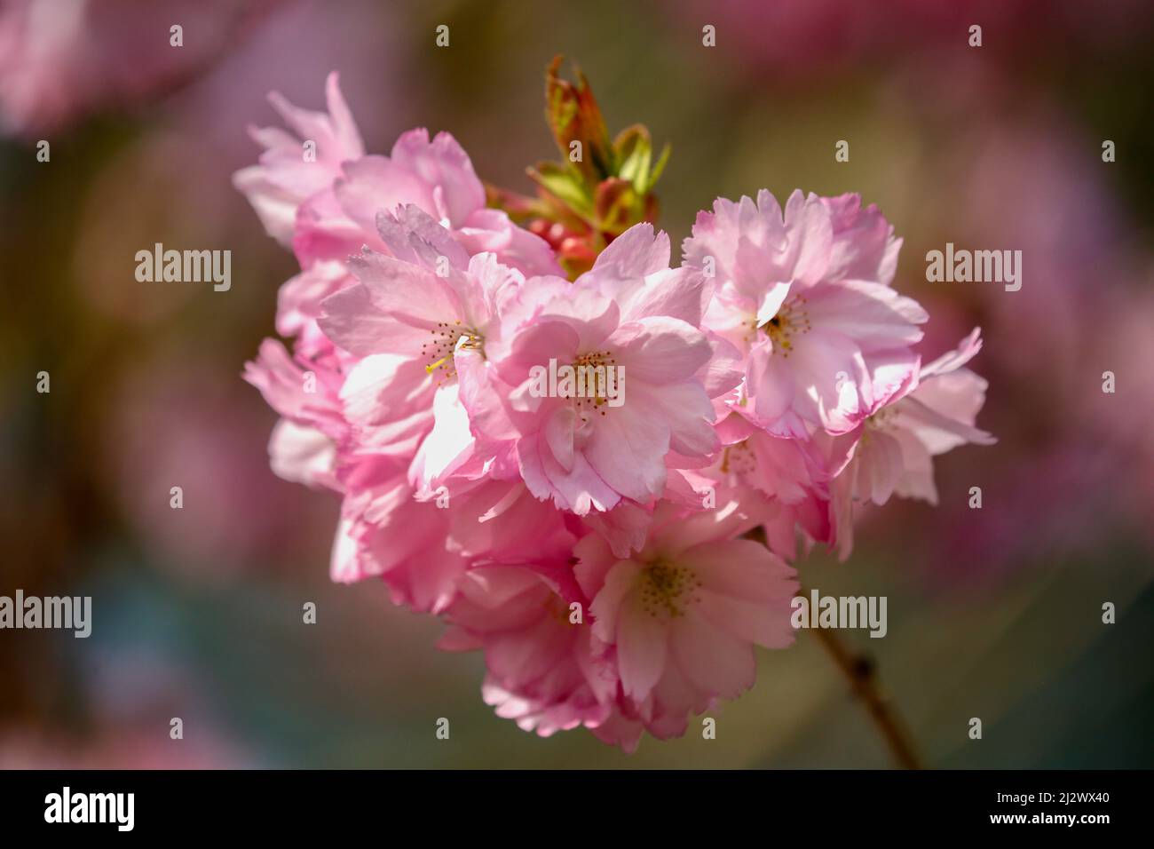 Pink Cherry Blossom Stock Photo - Alamy