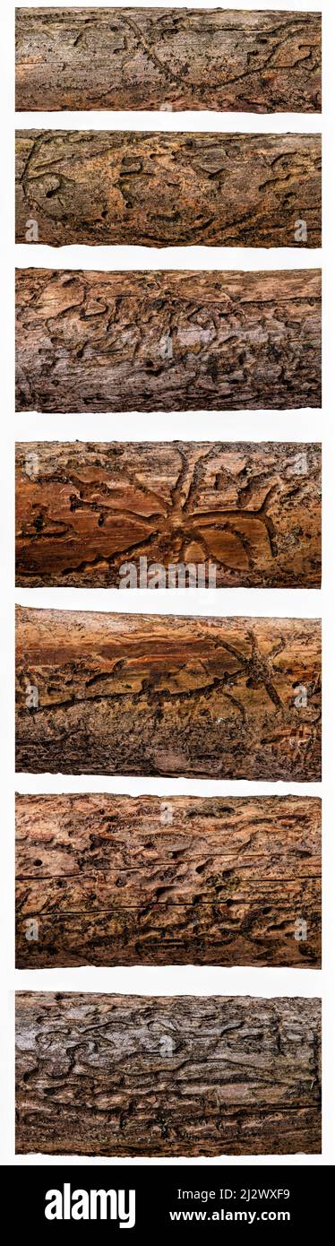 Various types of wood damaged by bark beetles. Isolated background ...