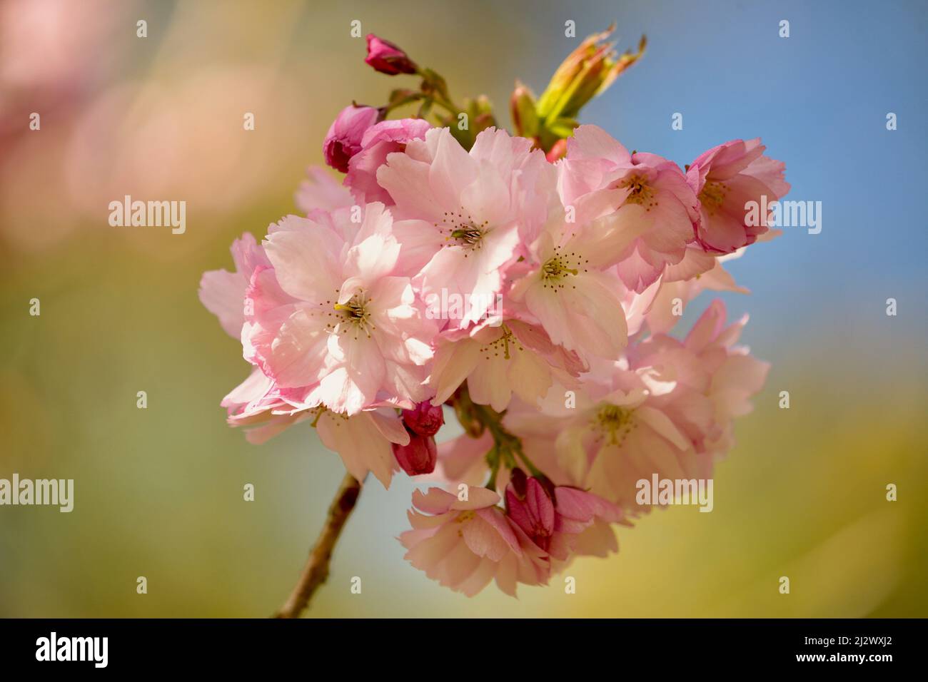 Spriong pink Cherry blossom Stock Photo - Alamy