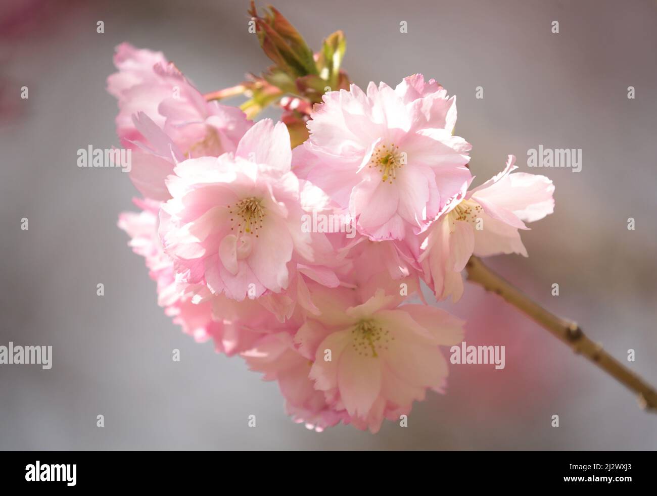 Spriong pink Cherry blossom Stock Photo - Alamy