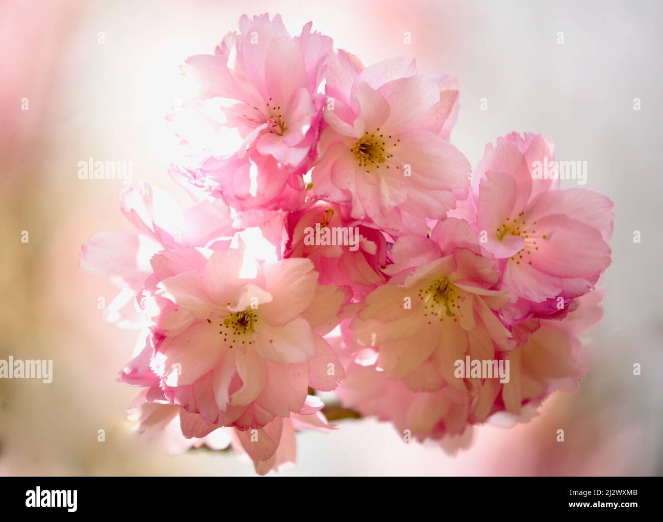 Spriong pink Cherry blossom Stock Photo - Alamy