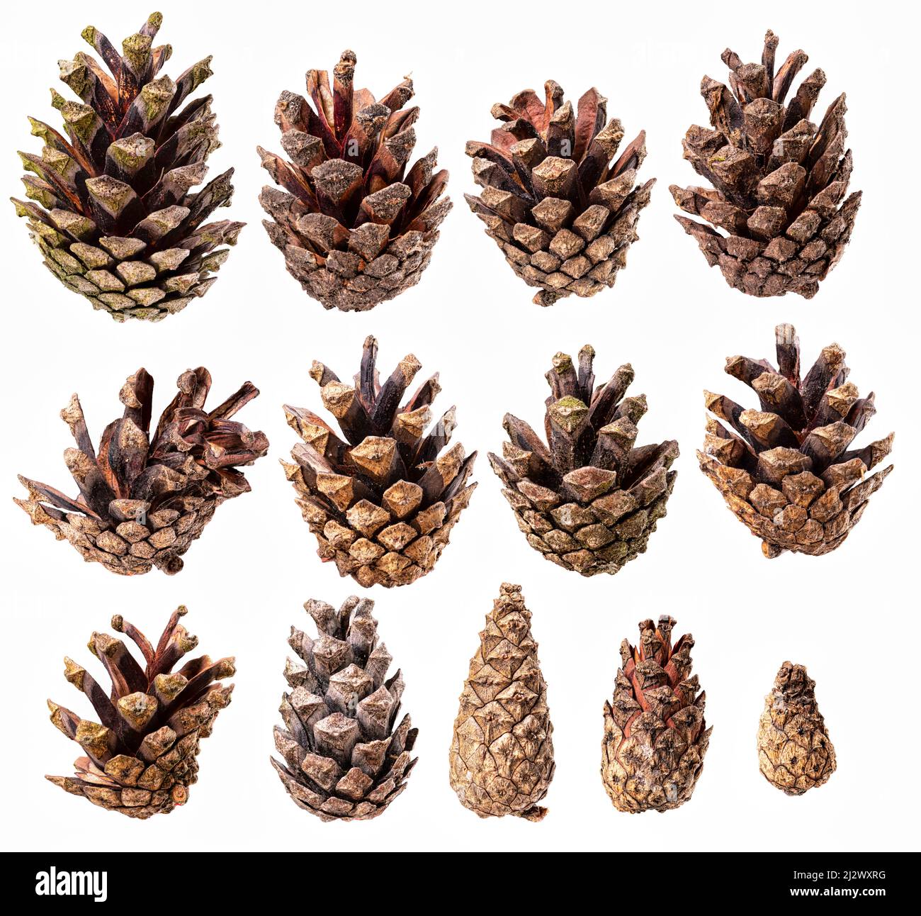 Various types of Sosdn tree cones. Isolated background Stock Photo - Alamy