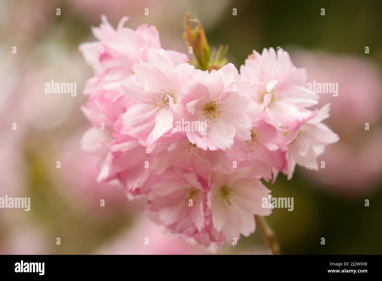Spriong pink Cherry blossom Stock Photo - Alamy