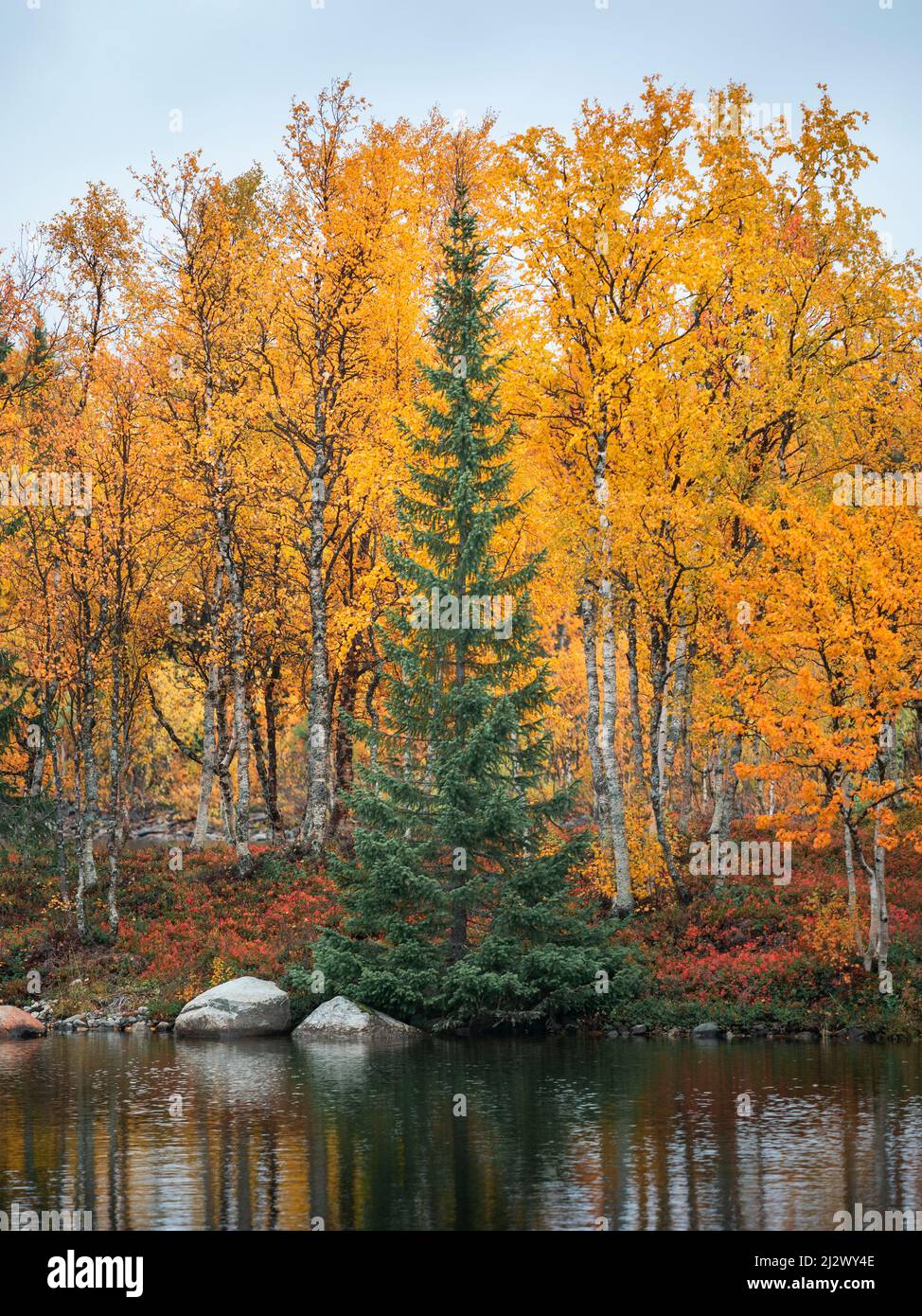 Green conifer in front of yellow trees in autumn by the lake along the ...